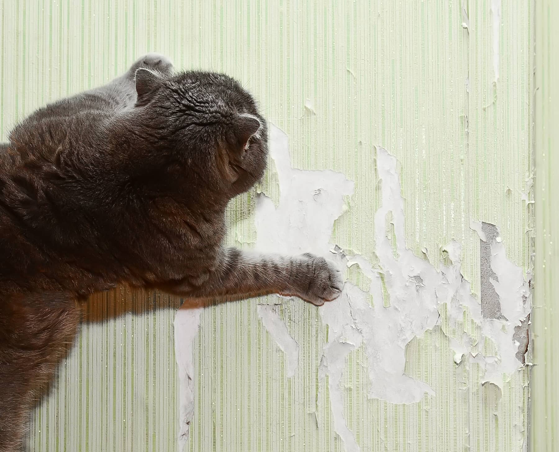 Preventing Pet Damage in Your Apartment | 5 Key Areas to Protect | Roost