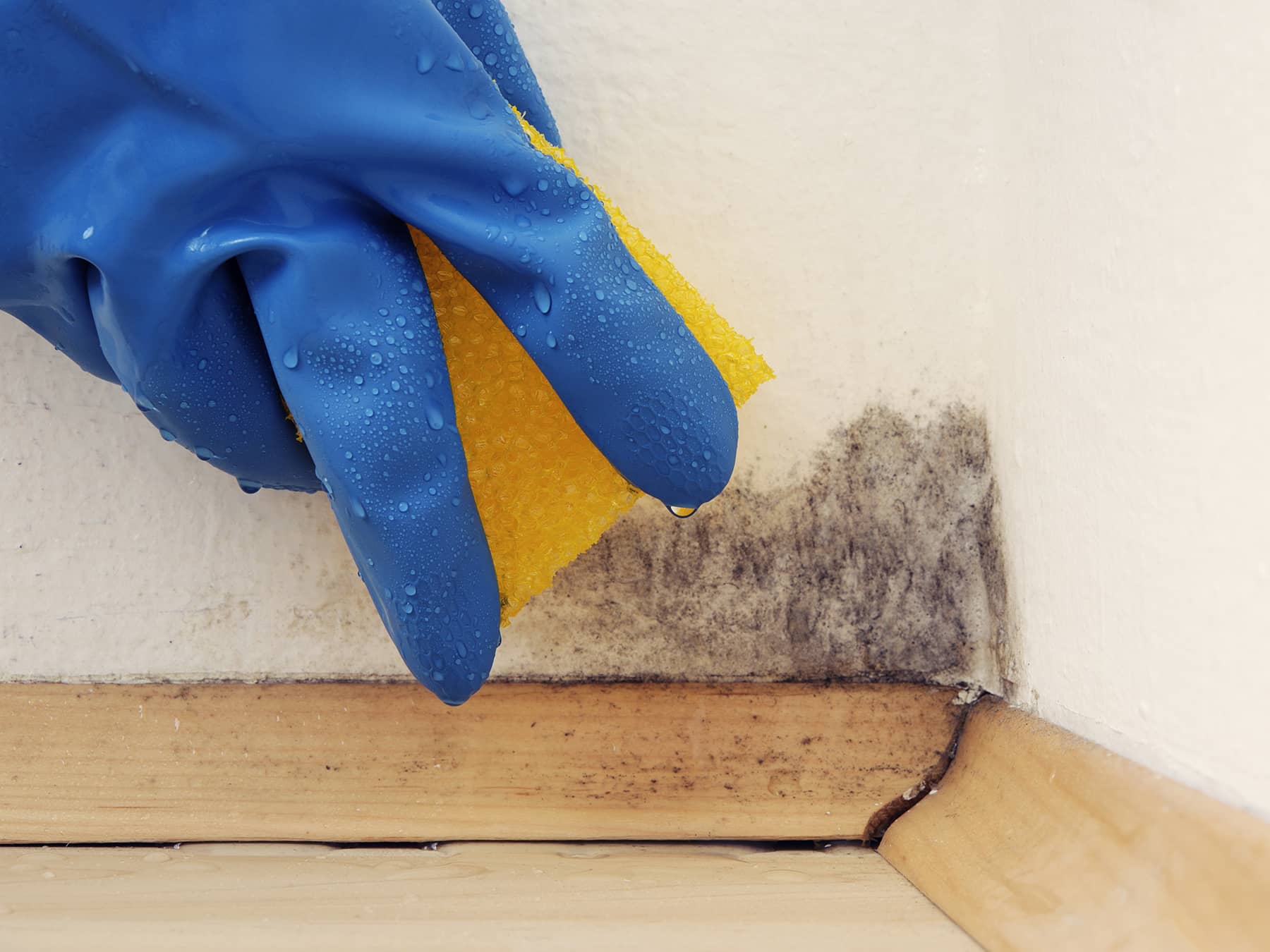 How to know if your renters insurance covers mold | Roost